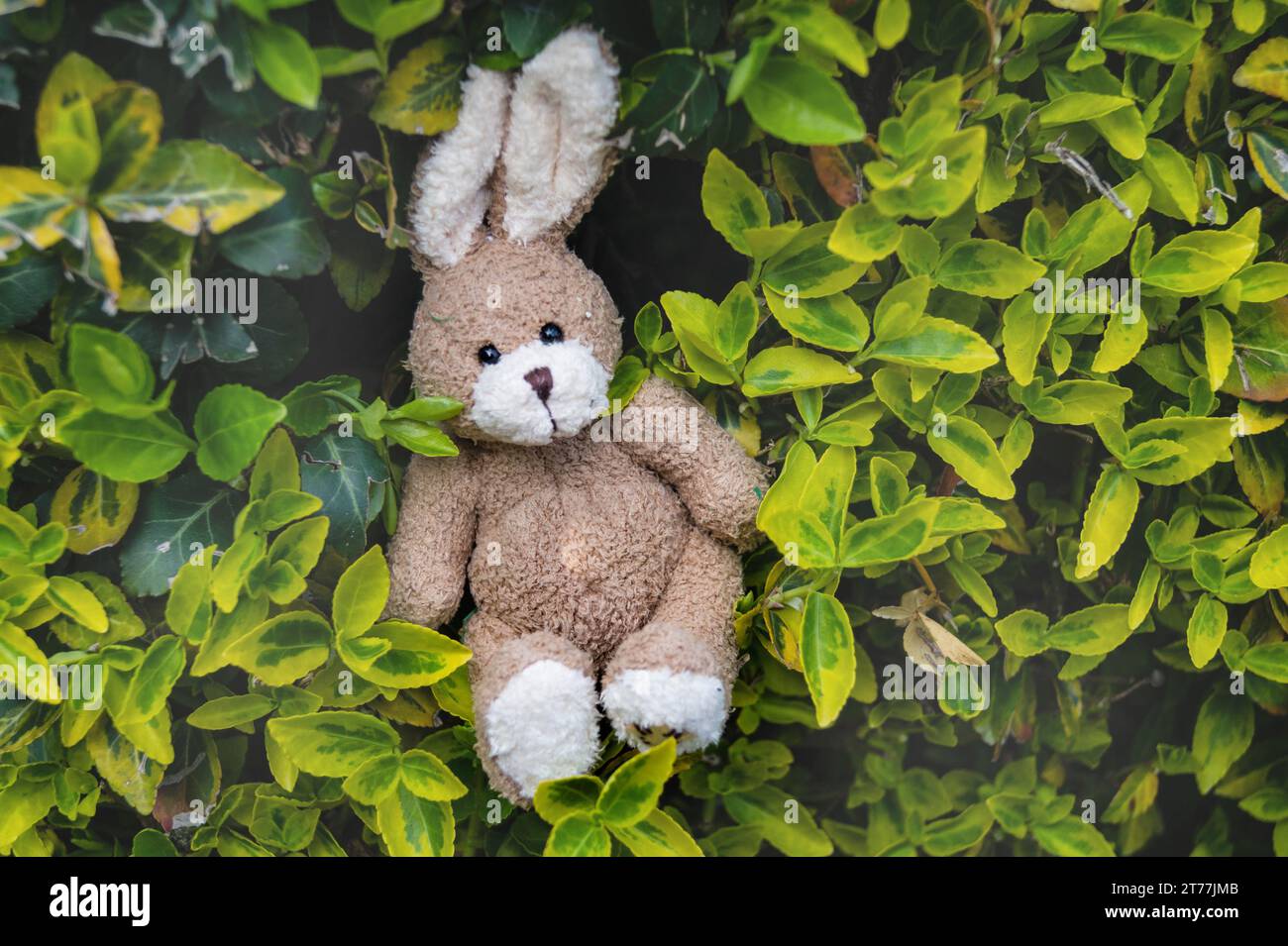 Easter bunny in a bush in a garden Stock Photo - Alamy