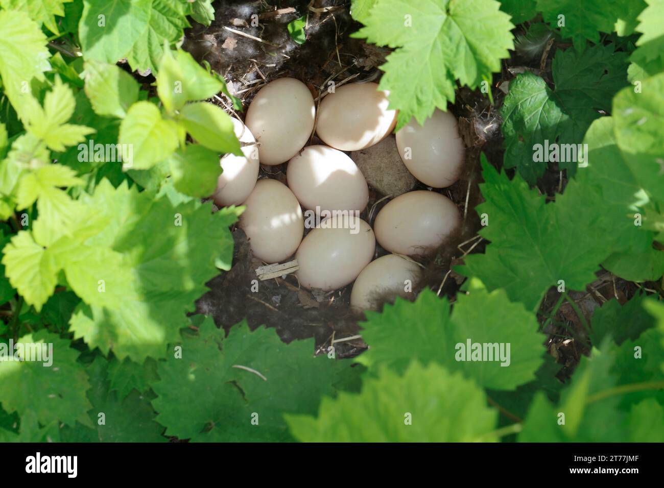 mallard (Anas platyrhynchos), bird's clutch in the nest on the ground ...