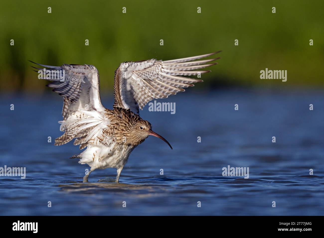 western curlew, Eurasian curlew, common curlew (Numenius arquata ...