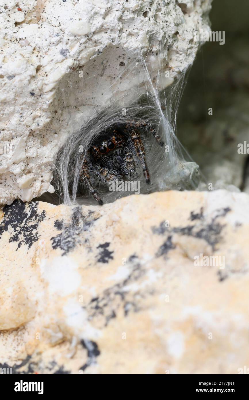 Jumping spider (Philaeus chrysops), female in a gossamer between stones ...