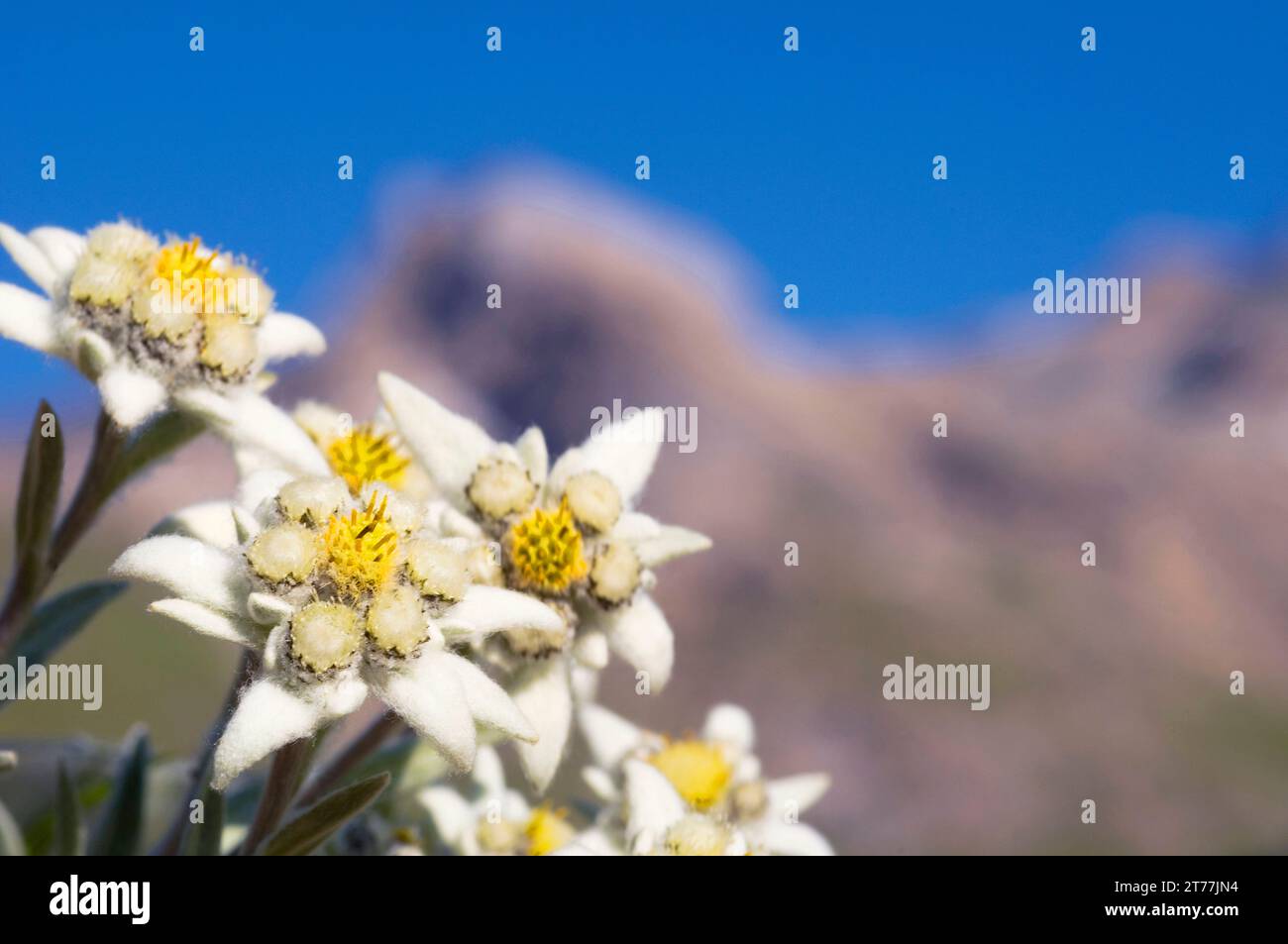 Edelweiss (Leontopodium alpinum, Leontopodium nivale), blooming in the ...