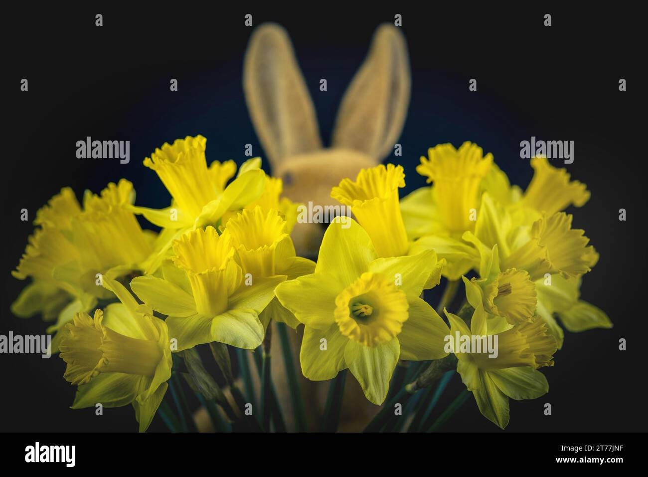 daffodil (Narcissus spec.), bouquet daffodills with Easter bunny Stock ...