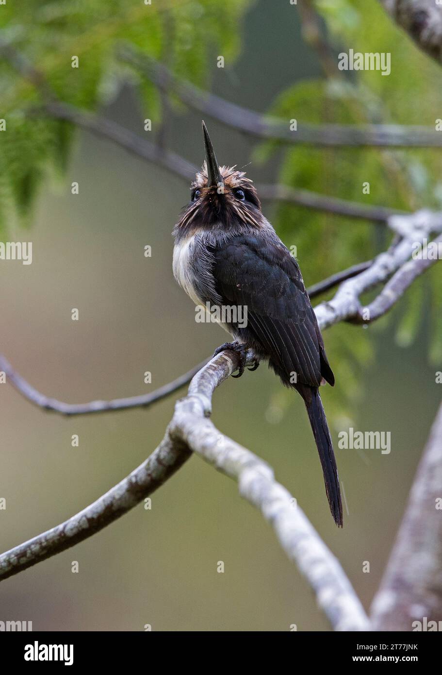 Three toed jacamar hi-res stock photography and images - Alamy