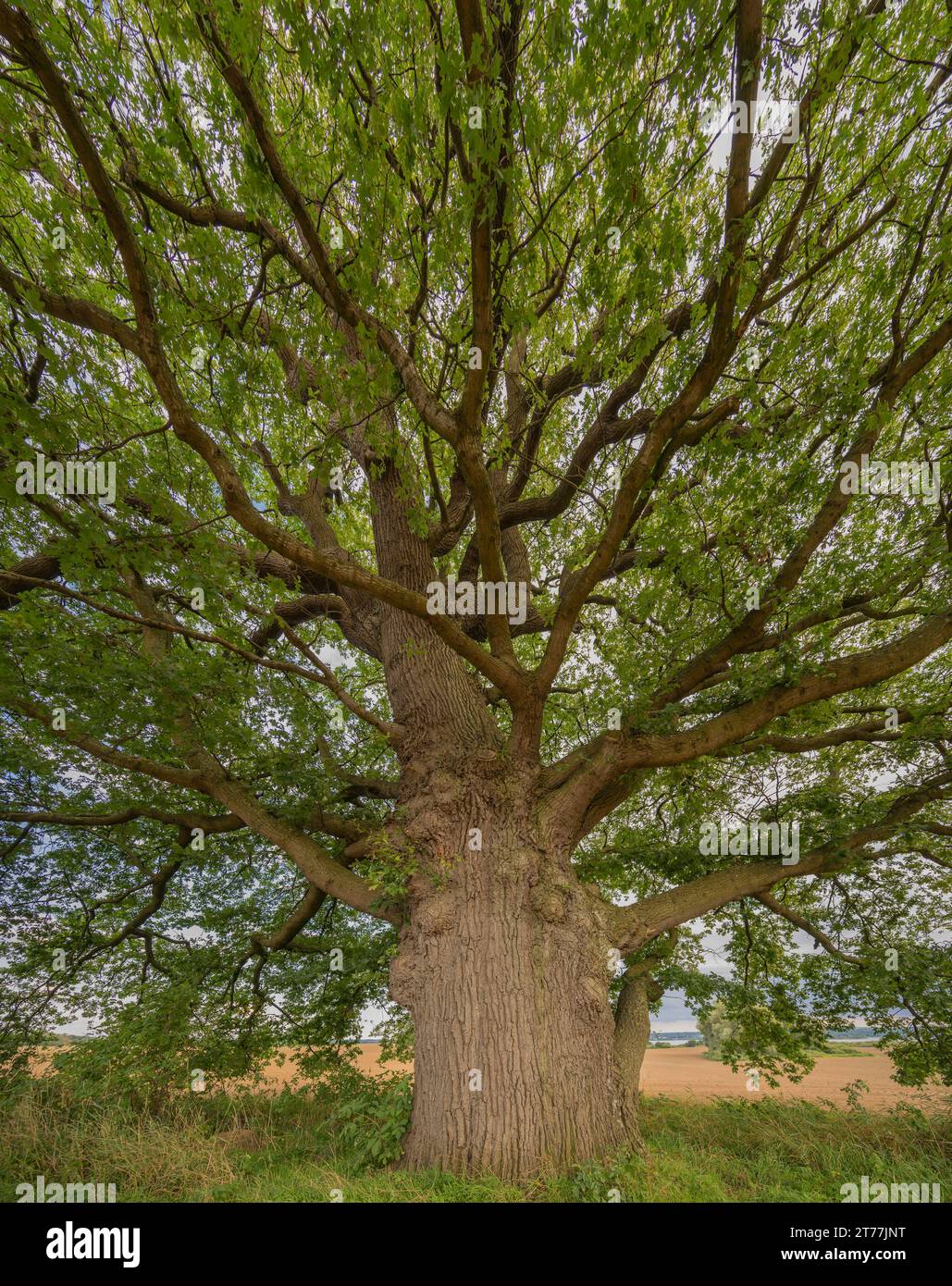 oak (Quercus spec.), Germany, Mecklenburg-Western Pomerania Stock Photo ...