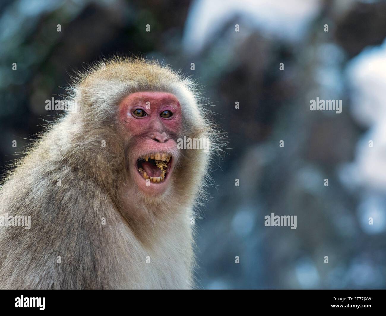 Japanese macaque, snow monkey (Macaca fuscata), portrait, screaming ...