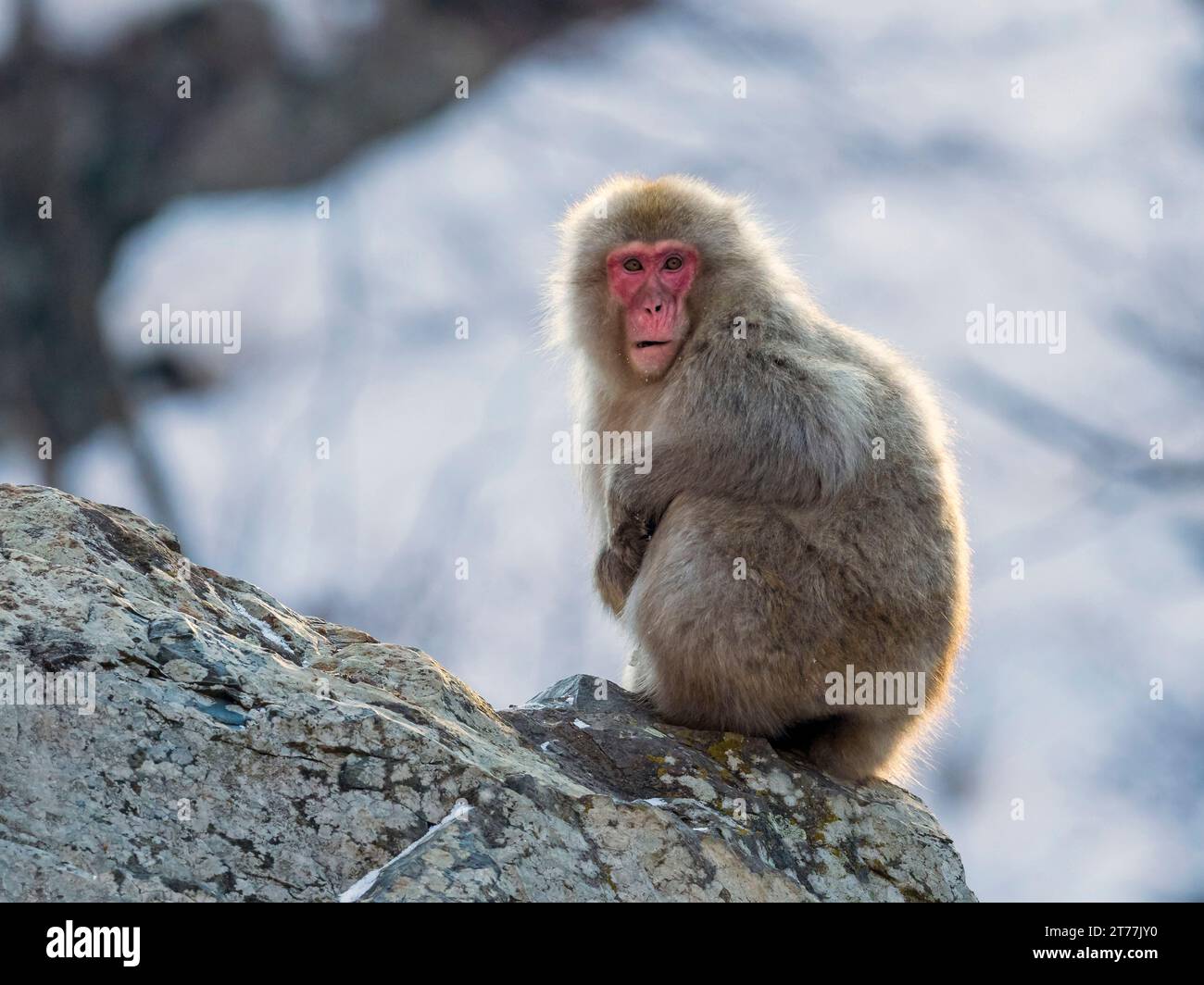 Japanese macaque, snow monkey (Macaca fuscata), sitting on a rock ...