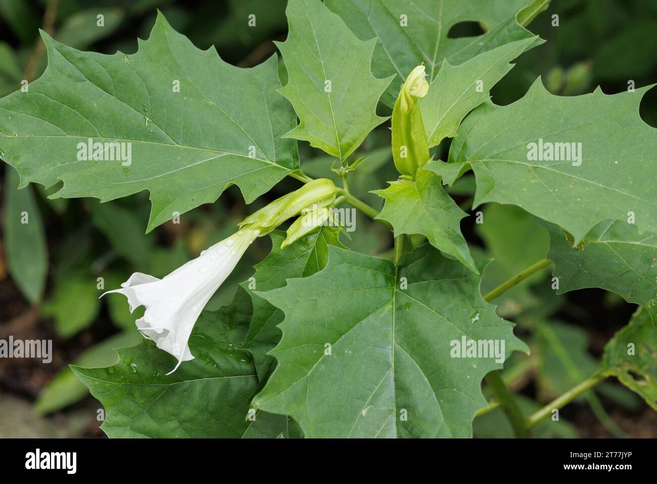 Jimson weed hi-res stock photography and images - Alamy