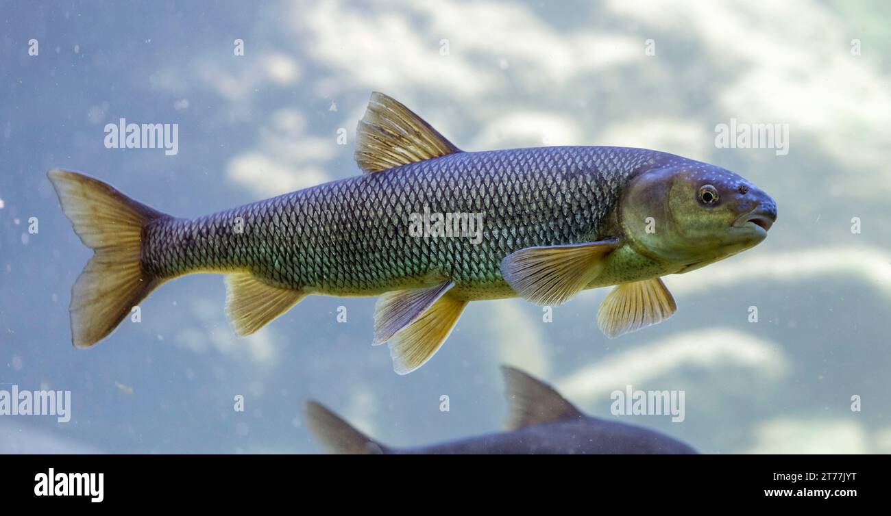 kutum, black sea roach, swimming in open water, side view Stock Photo ...