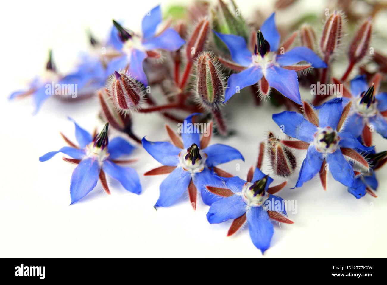 common borage (Borago officinalis), blooming, cutout Stock Photo - Alamy