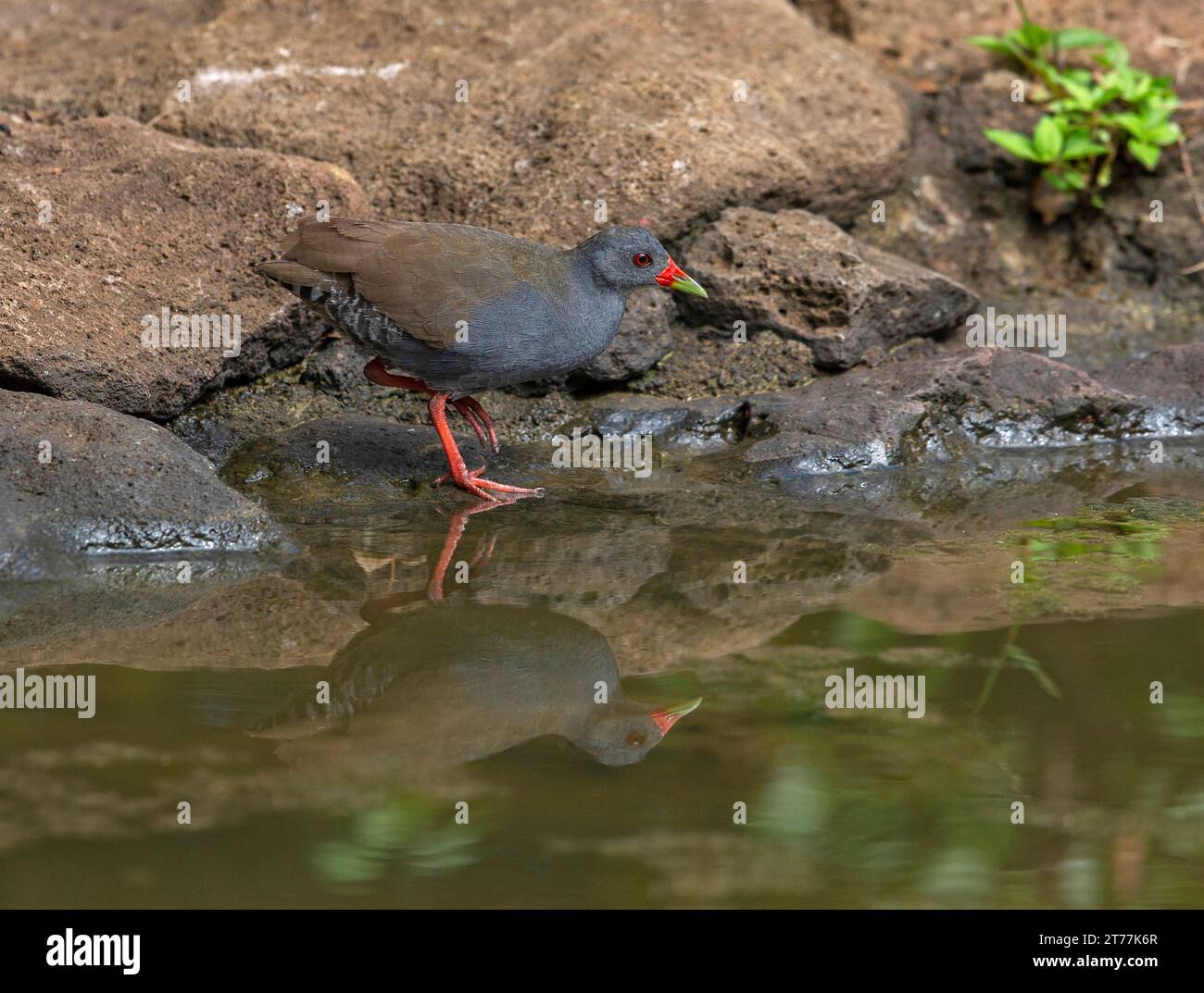 paint-billed crake (Mustelirallus erythrops, Neocrex erythrops ...