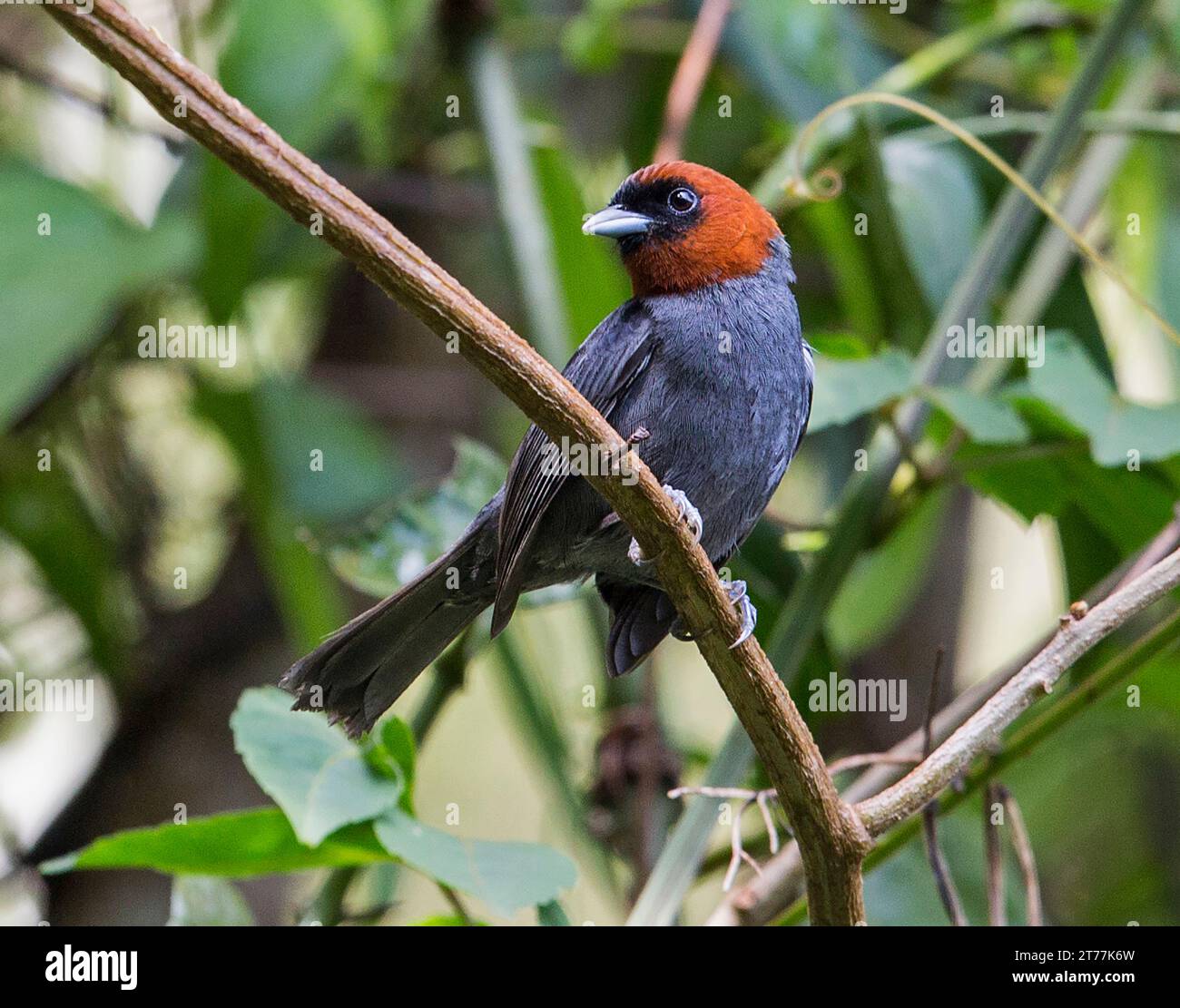 Chestnut-headed Tanager (Thlypopsis pyrrhocoma), male perched on a ...