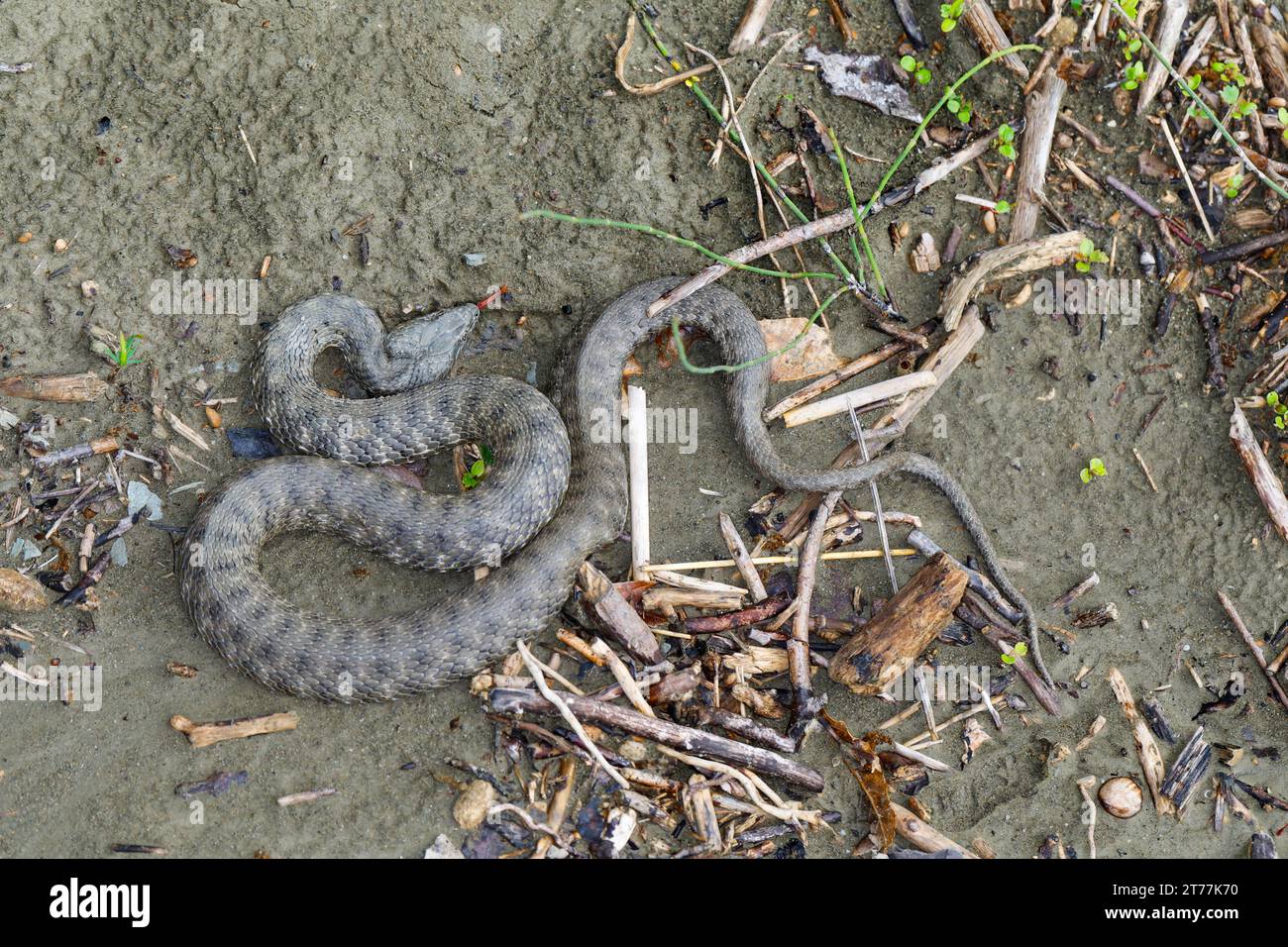 dice snake, water snake (Natrix tessellata), lying on the ground ...