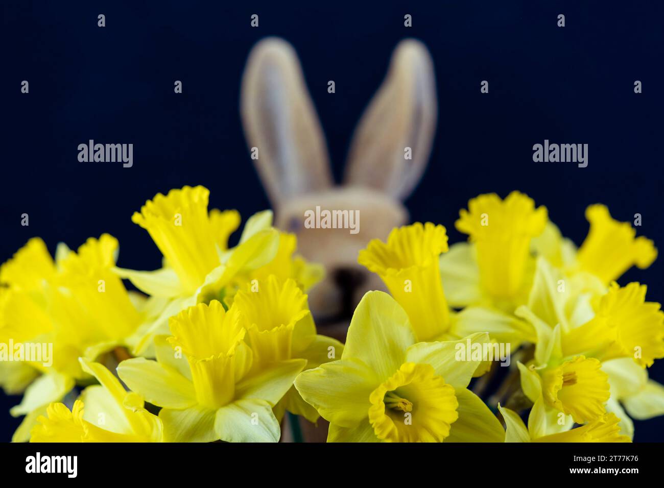 daffodil (Narcissus spec.), bouquet daffodills with Easter bunny Stock ...