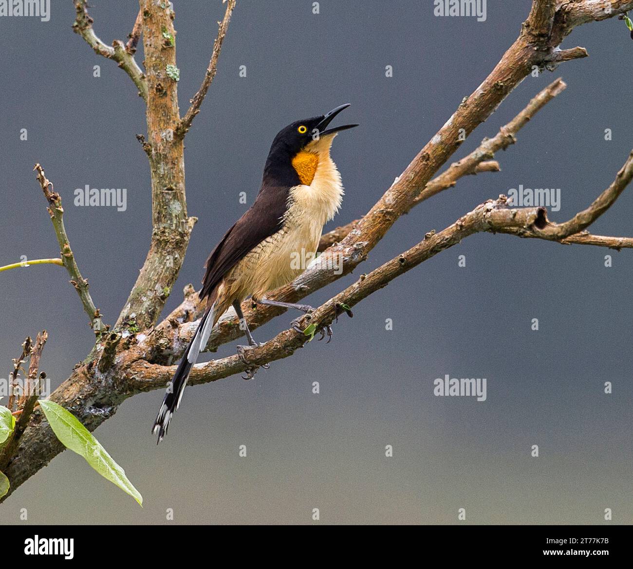 Black-capped mocking trush (Donacobius atricapilla, Donacobius ...