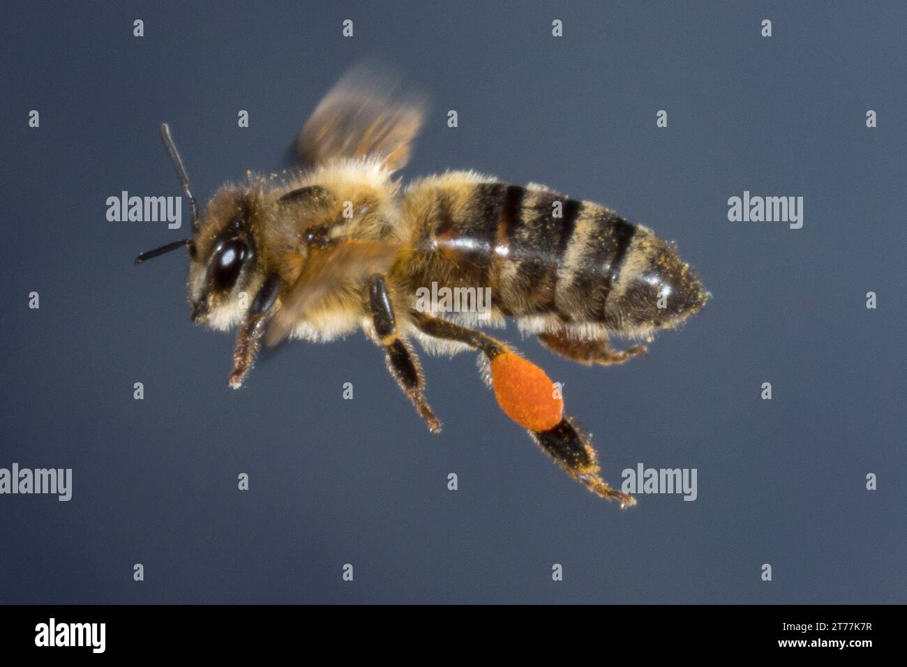 honey bee, hive bee (Apis mellifera mellifera), female in flight with ...