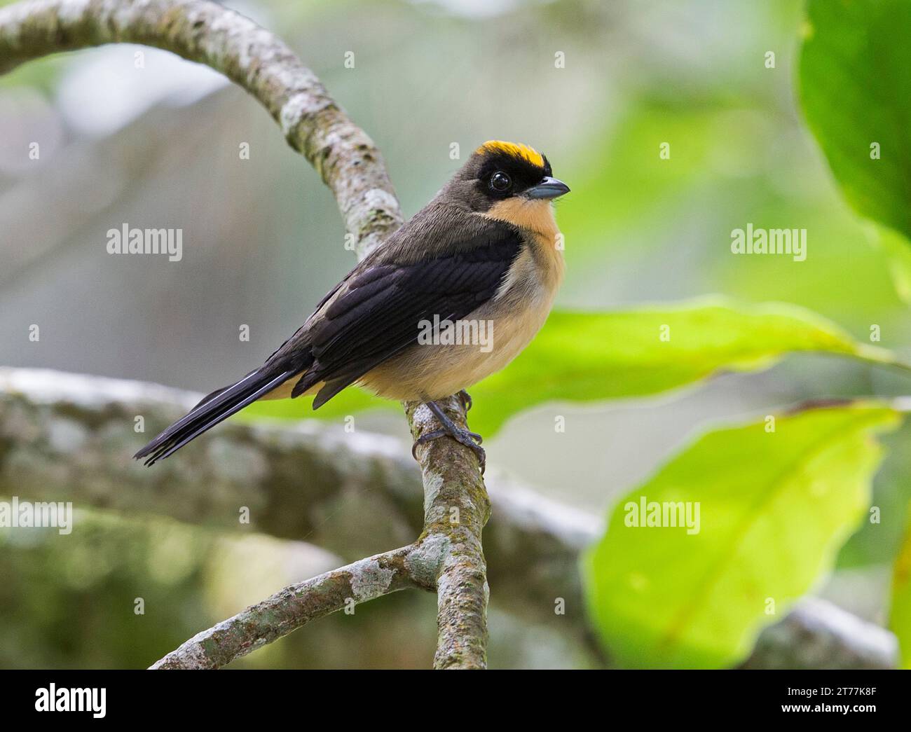 black-goggled tanager (Trichothraupis melanops), male perched on a ...