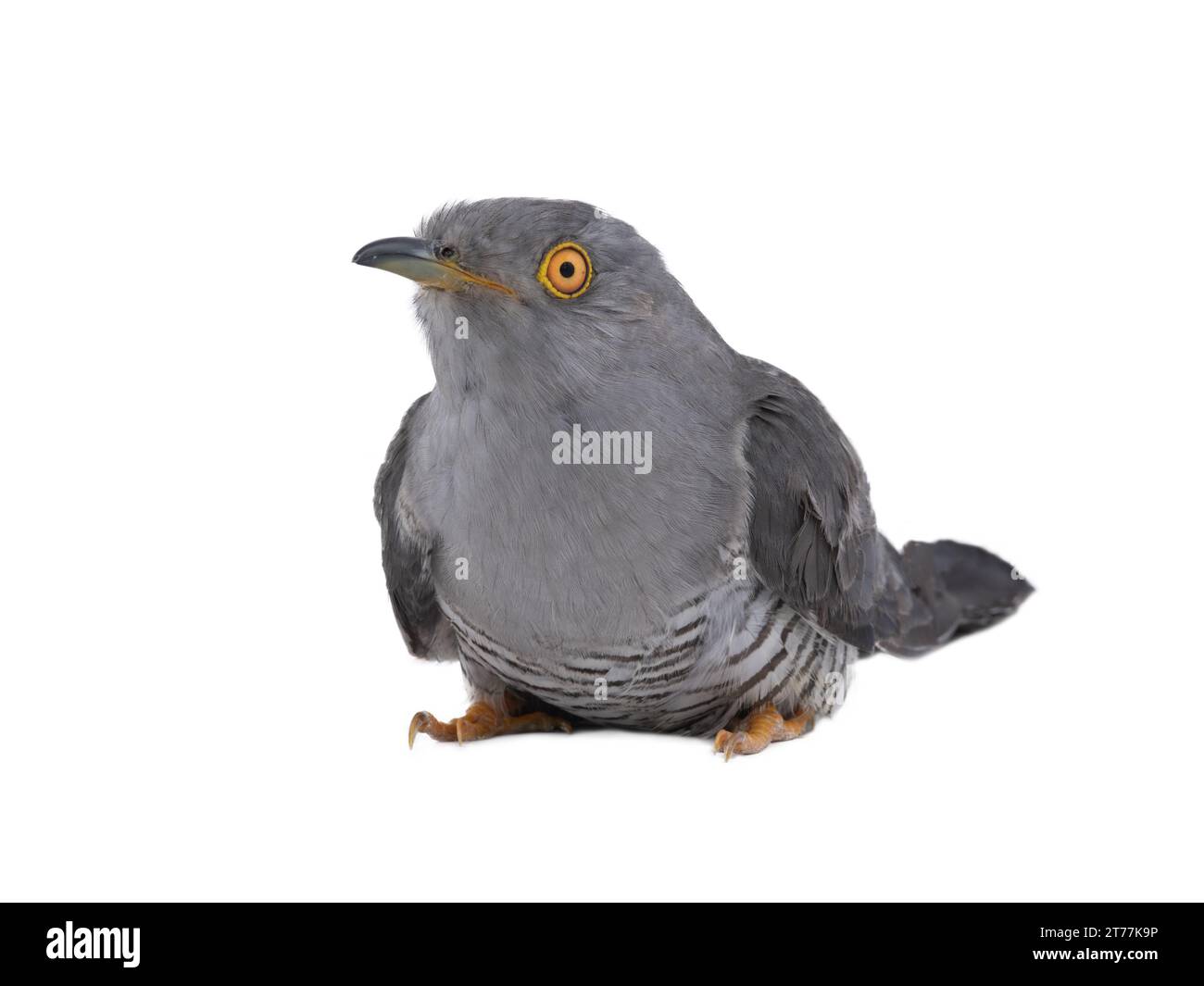 sitting cuckoo on white background Stock Photo - Alamy