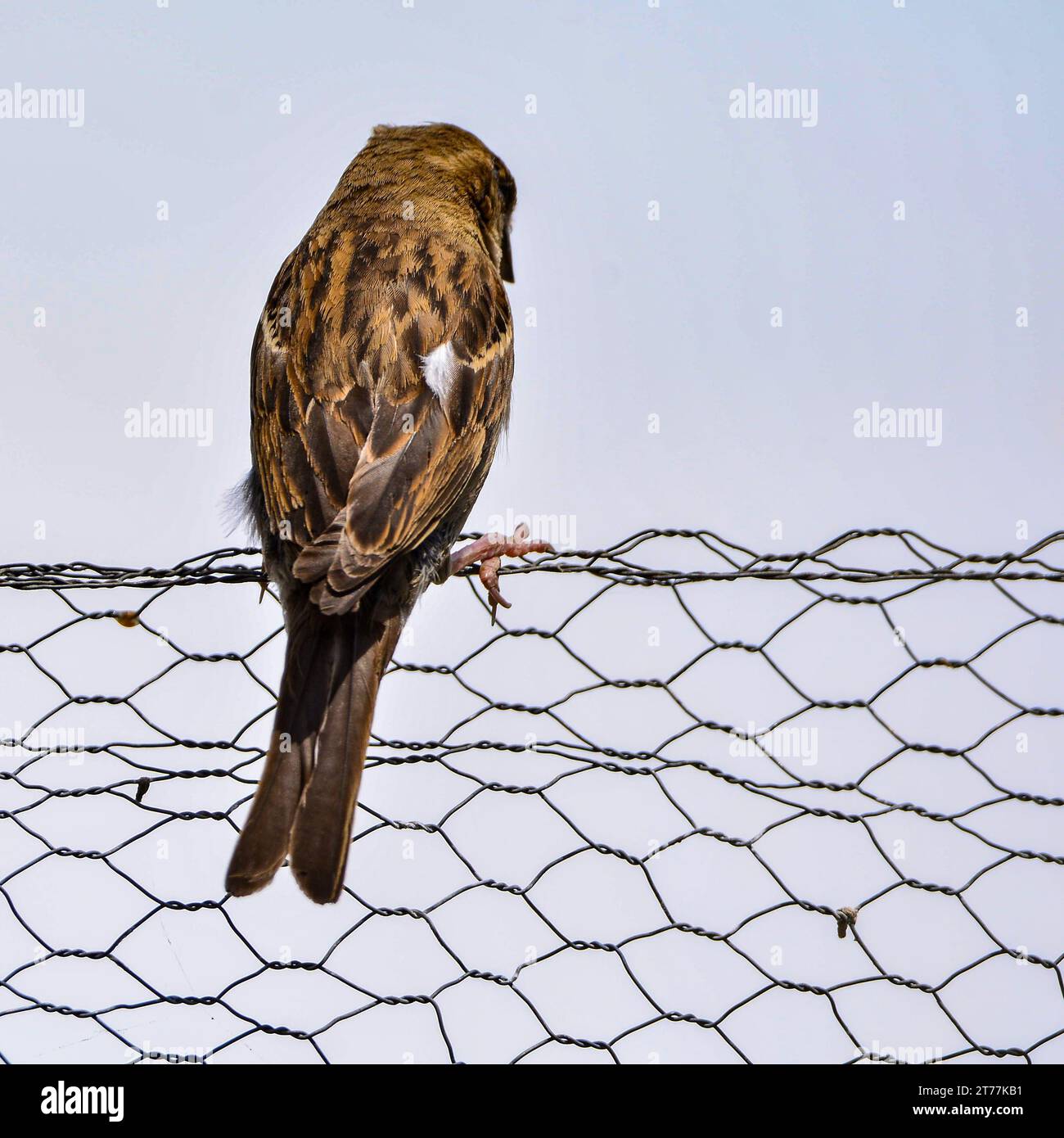 Sparow bird hi-res stock photography and images - Alamy