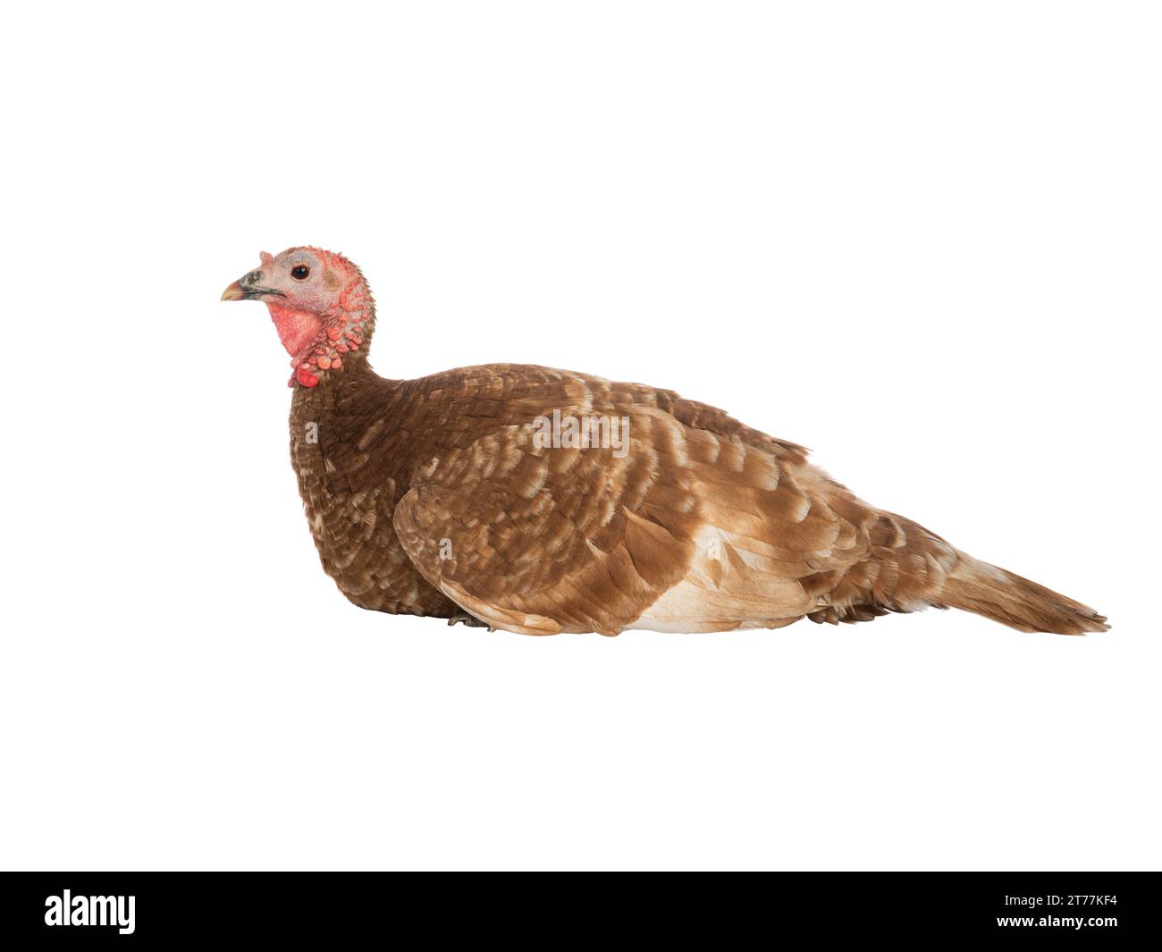 Female sitting in profile Cut Out Stock Images & Pictures - Alamy