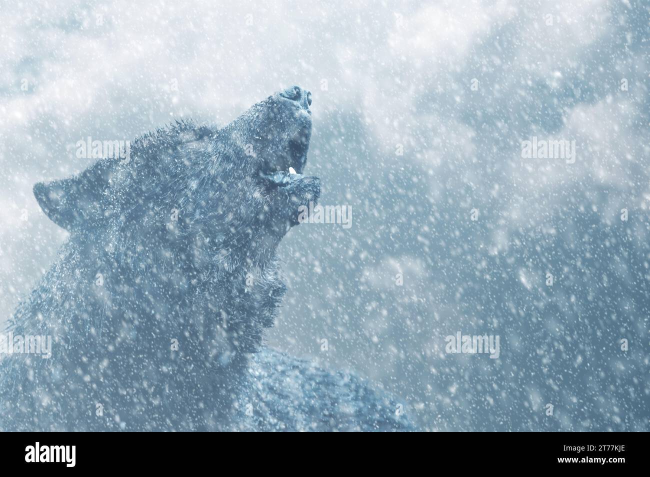 howling black canadian wolf in winter in heavy snowfall Stock Photo - Alamy