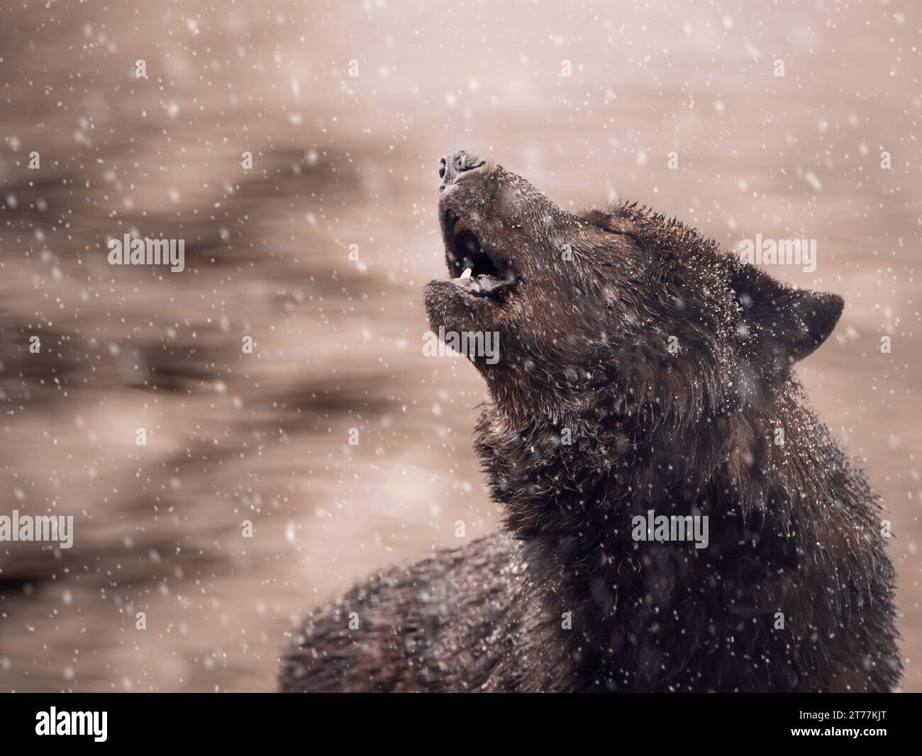 howling black canadian wolf in winter in heavy snowfall Stock Photo - Alamy