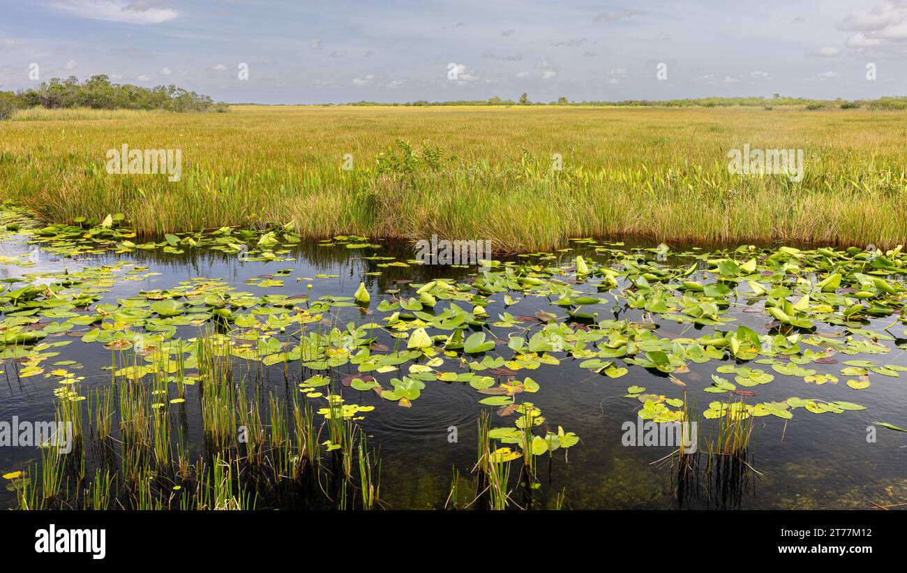 Everglades miami florida hi-res stock photography and images - Alamy