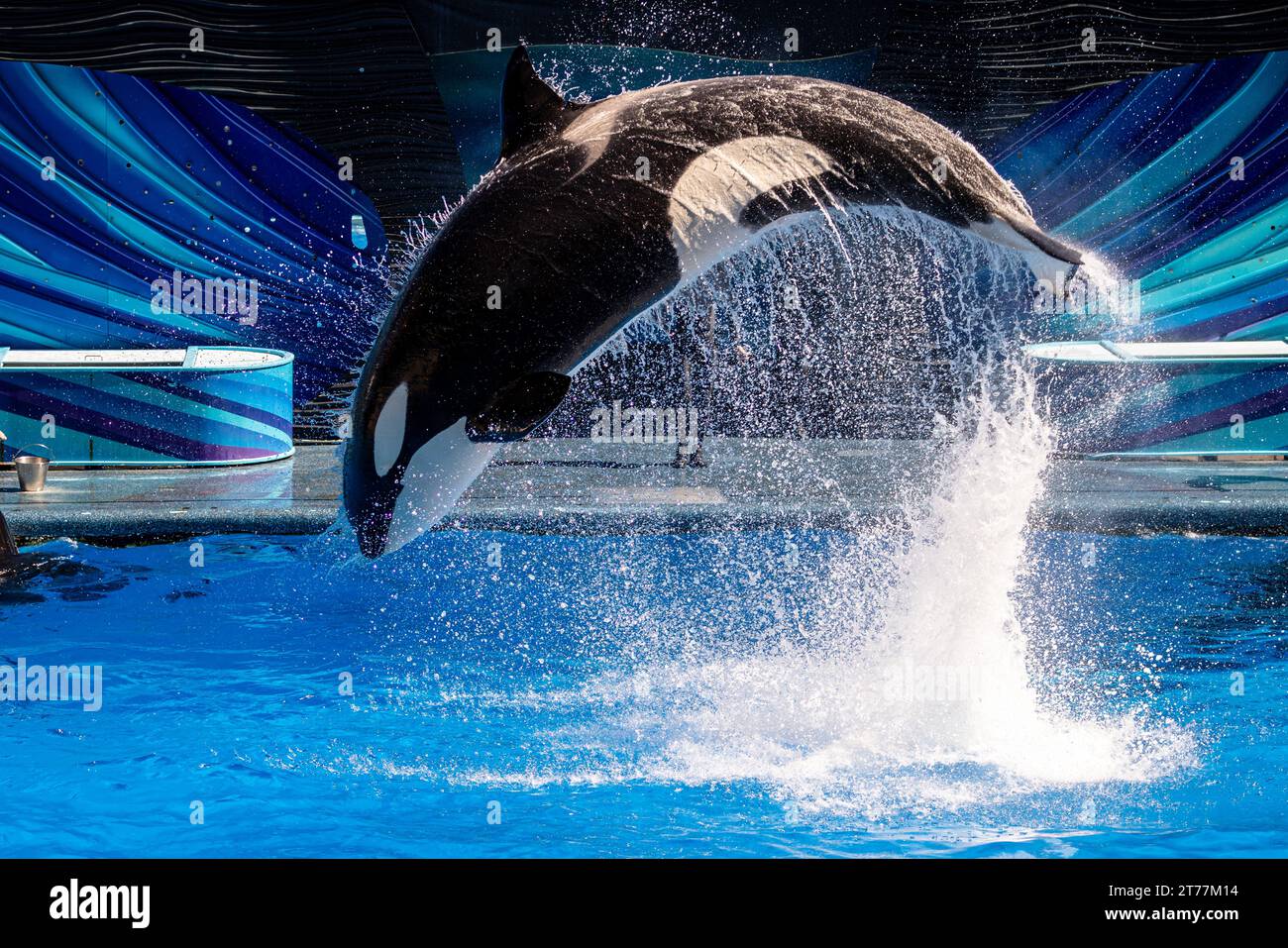 Orka hi-res stock photography and images - Alamy