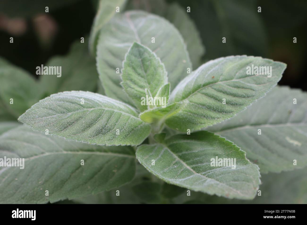 Mint plant with green leaves germinating in summer in the garden Stock ...