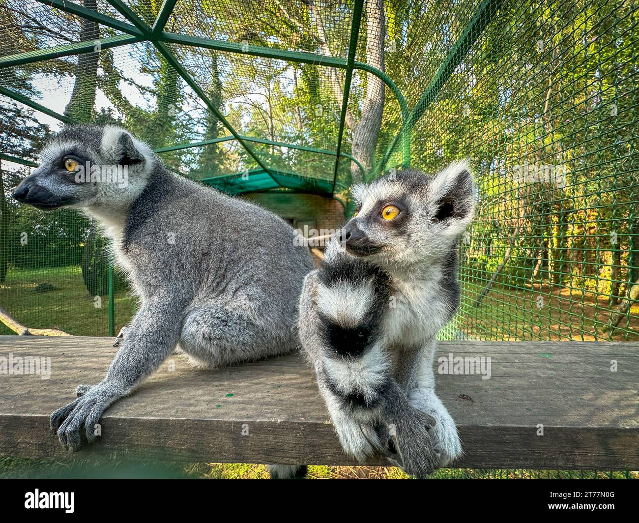 Ring-tailed monkey, two lemur catta in zoo, close up portrait Stock ...