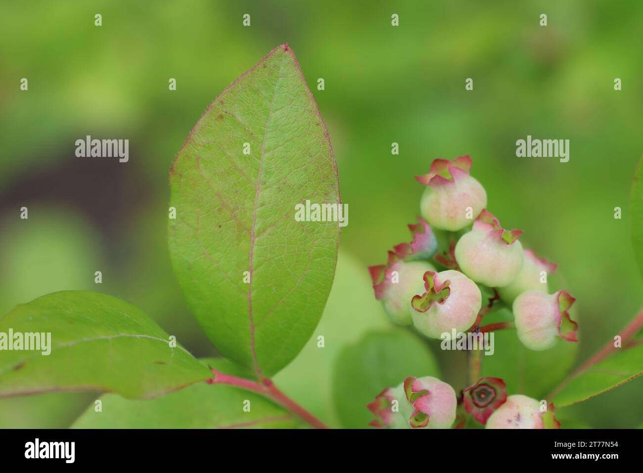 Green unripe blueberry ripens on the branches of a shrub Stock Photo ...