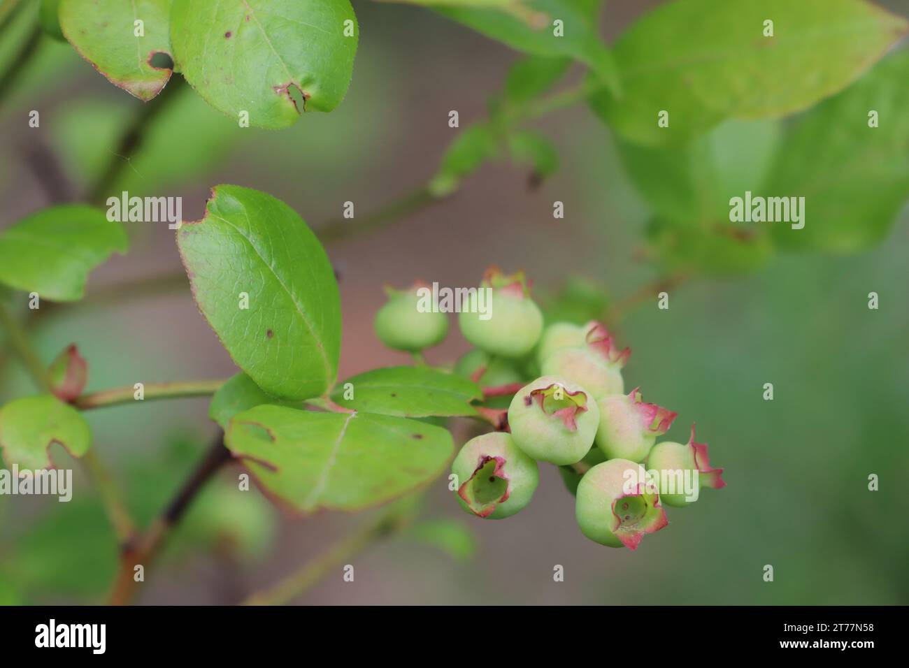 Green unripe blueberry ripens on the branches of a shrub Stock Photo ...