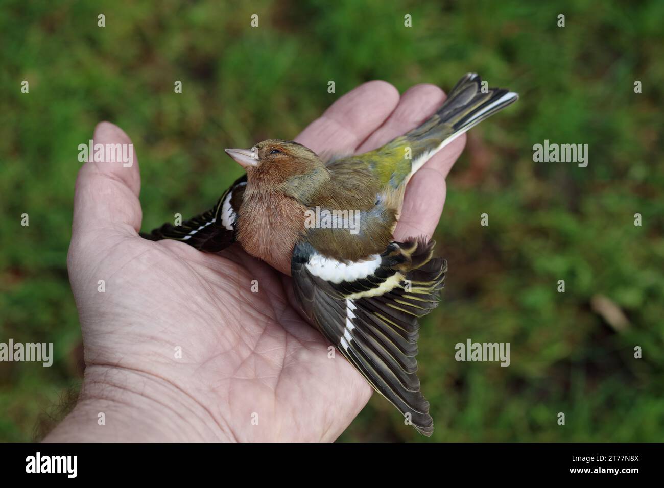 Dead bird in hand hi-res stock photography and images - Alamy