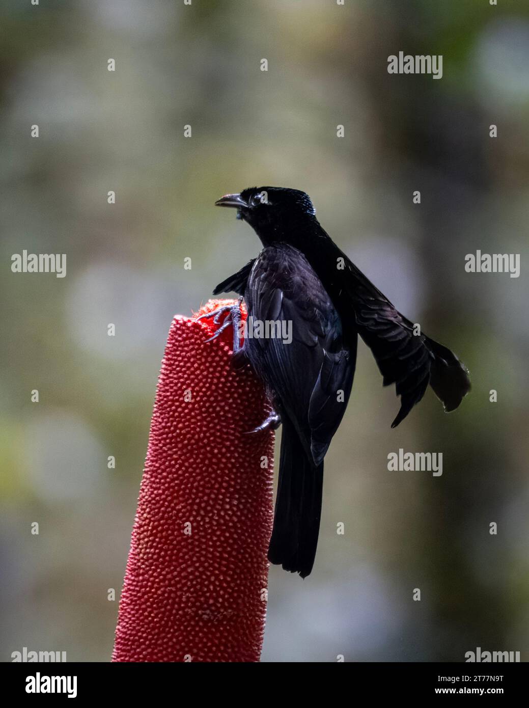 Male Vogelkop Lophorina or Lophorina niedda is a species of bird in the family Paradisaeidae. It ...