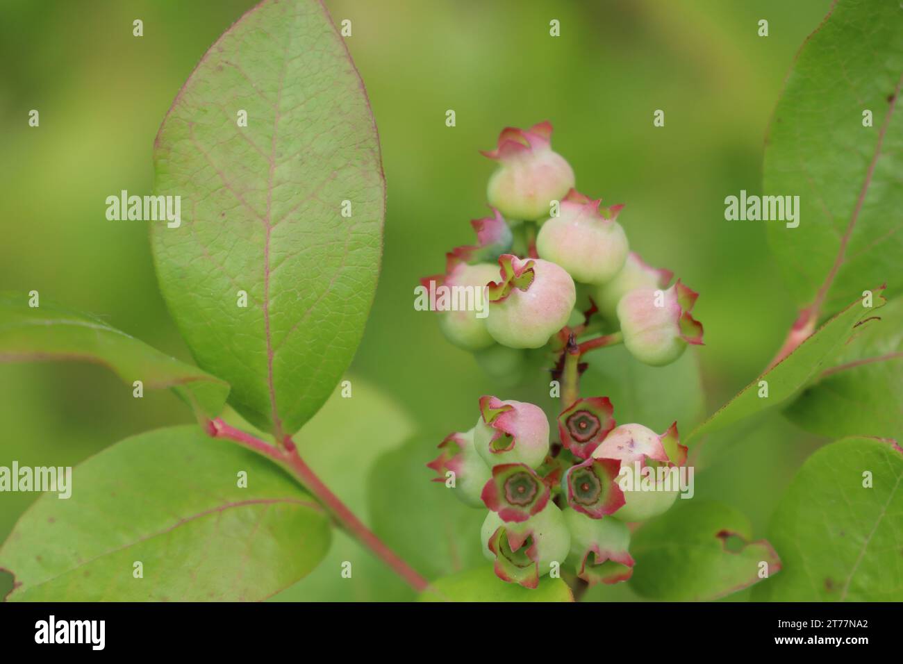 Green unripe blueberry ripens on the branches of a shrub Stock Photo ...