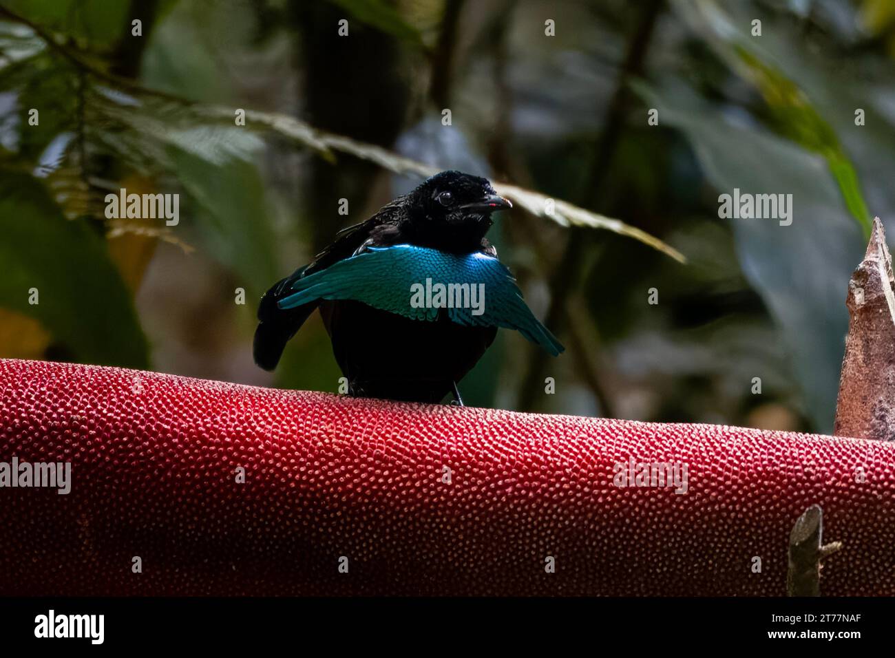 Male Vogelkop Lophorina or Lophorina niedda is a species of bird in the ...