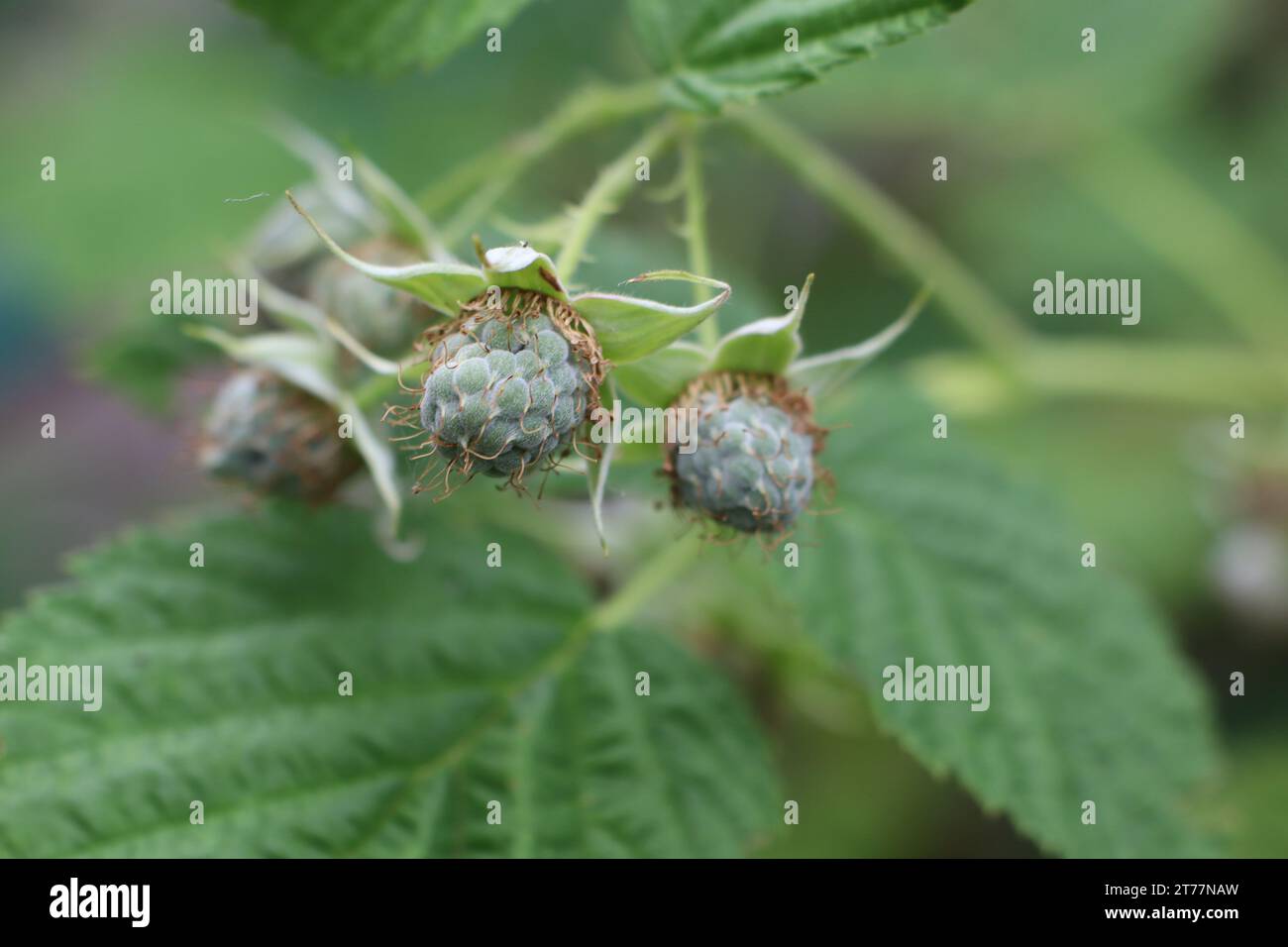 Green unripe raspberry ripens on the branches of a shrub against the ...