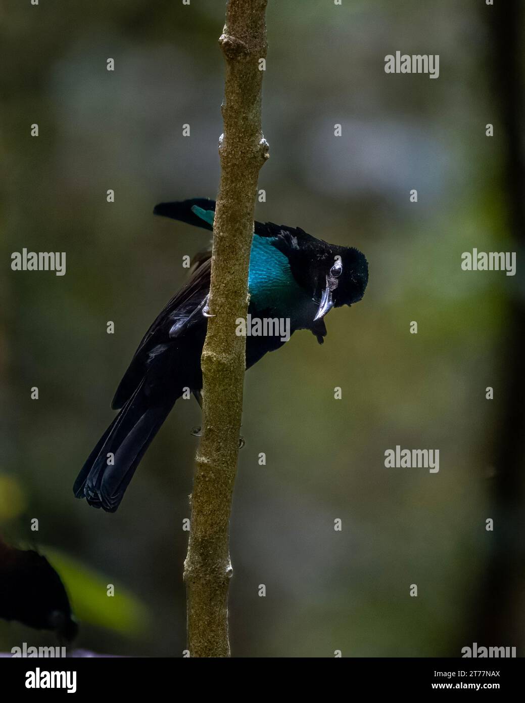 Male Vogelkop Lophorina or Lophorina niedda is a species of bird in the ...