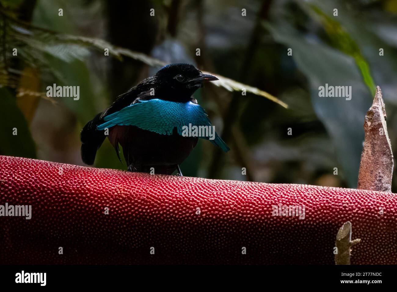 Curl caped bird of paradise hi-res stock photography and images - Alamy