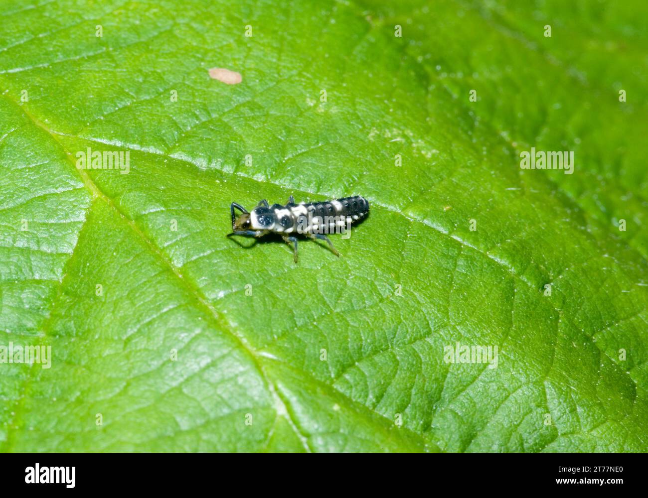 14 spotted ladybug hi-res stock photography and images - Alamy