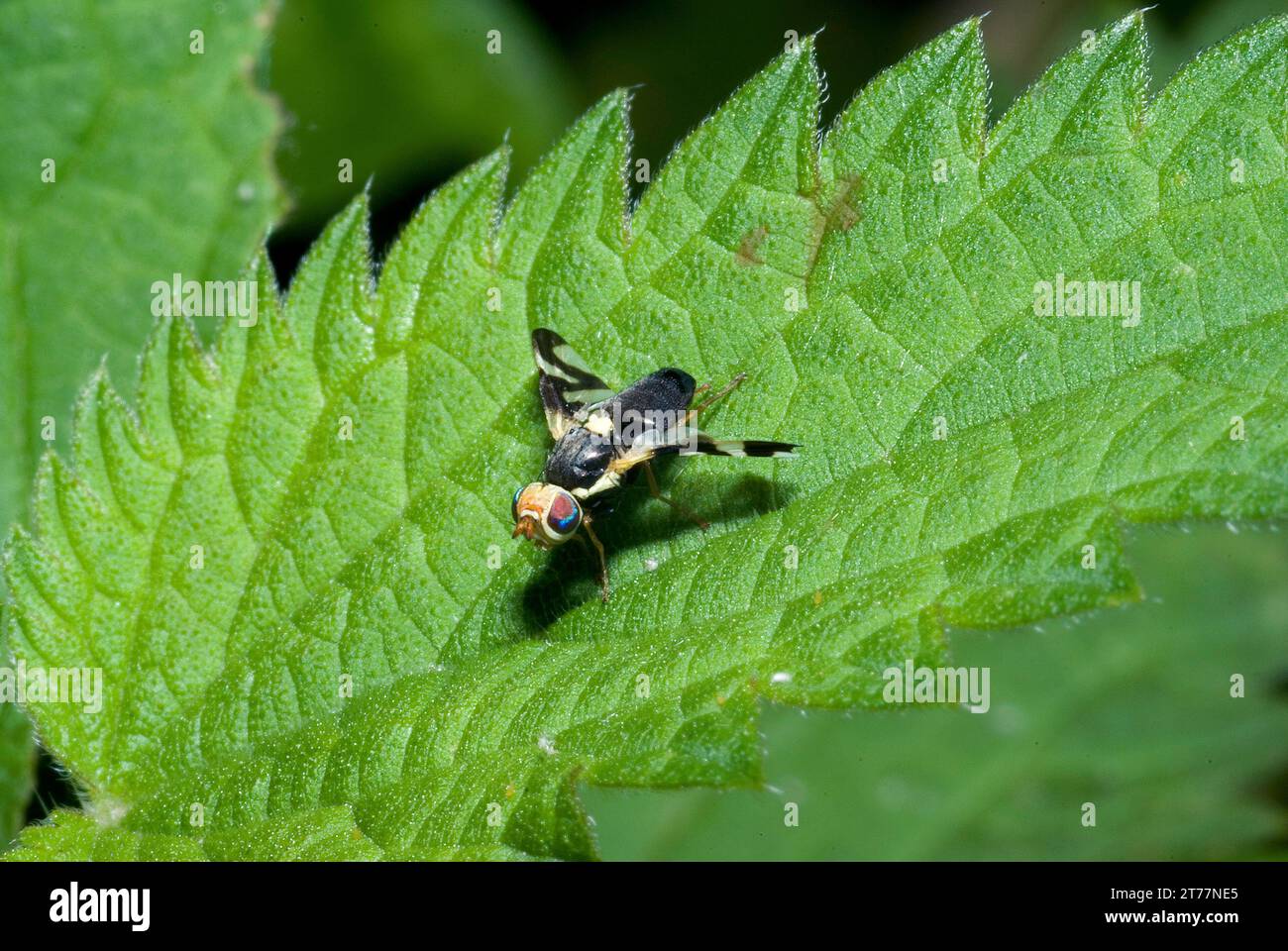 Thistle gall hi-res stock photography and images - Alamy