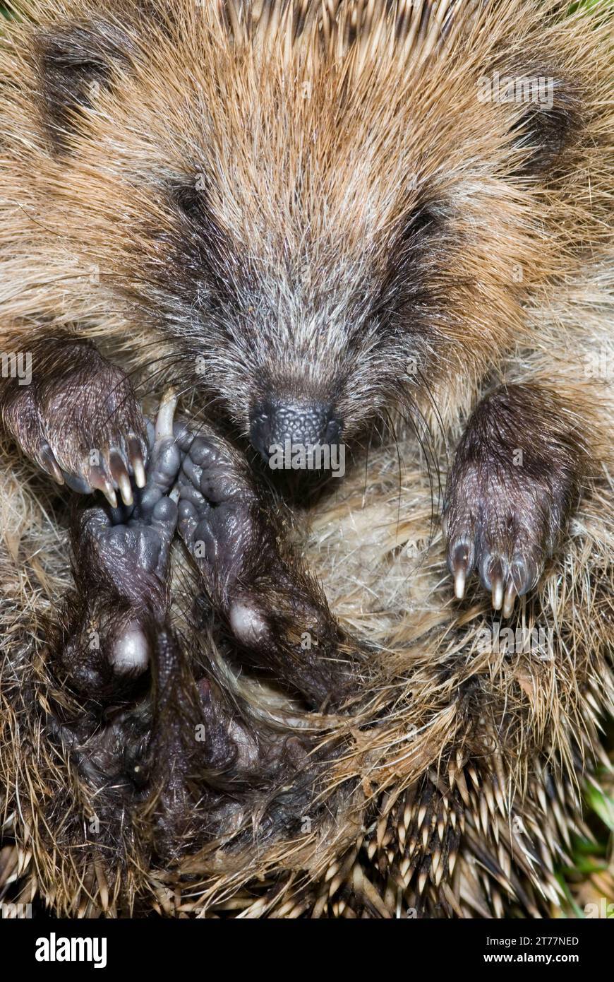 Mammal with spines hi-res stock photography and images - Alamy