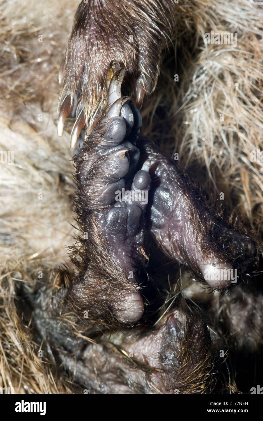 Wildlife feet hi-res stock photography and images - Alamy
