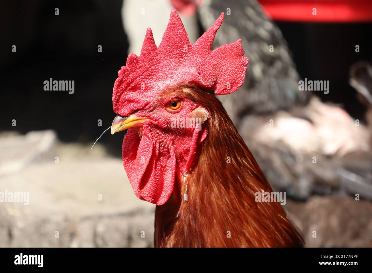 Head of a rooster with a big comb in a chicken coop photo close-up ...