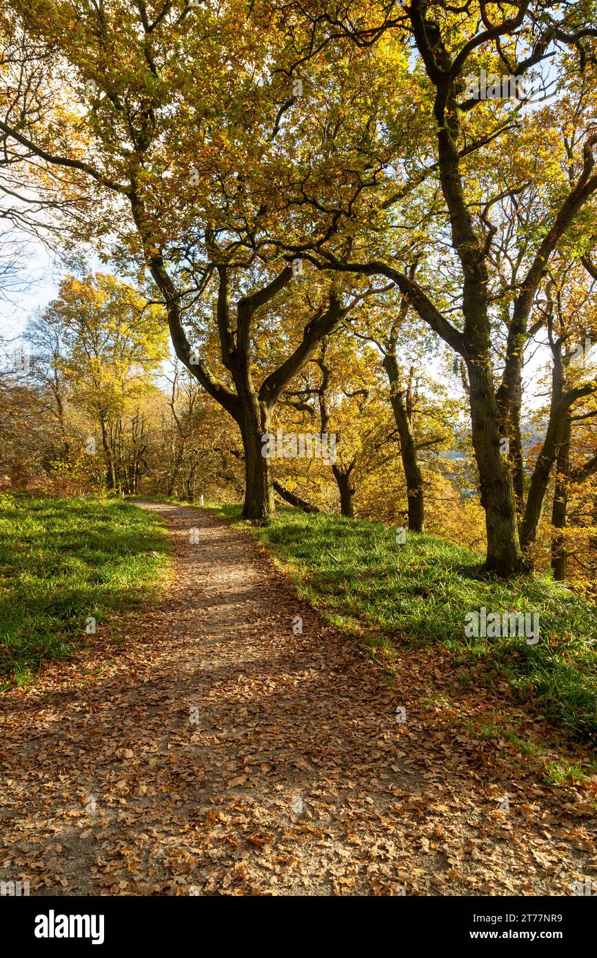 Oak woods scotland hi-res stock photography and images - Alamy