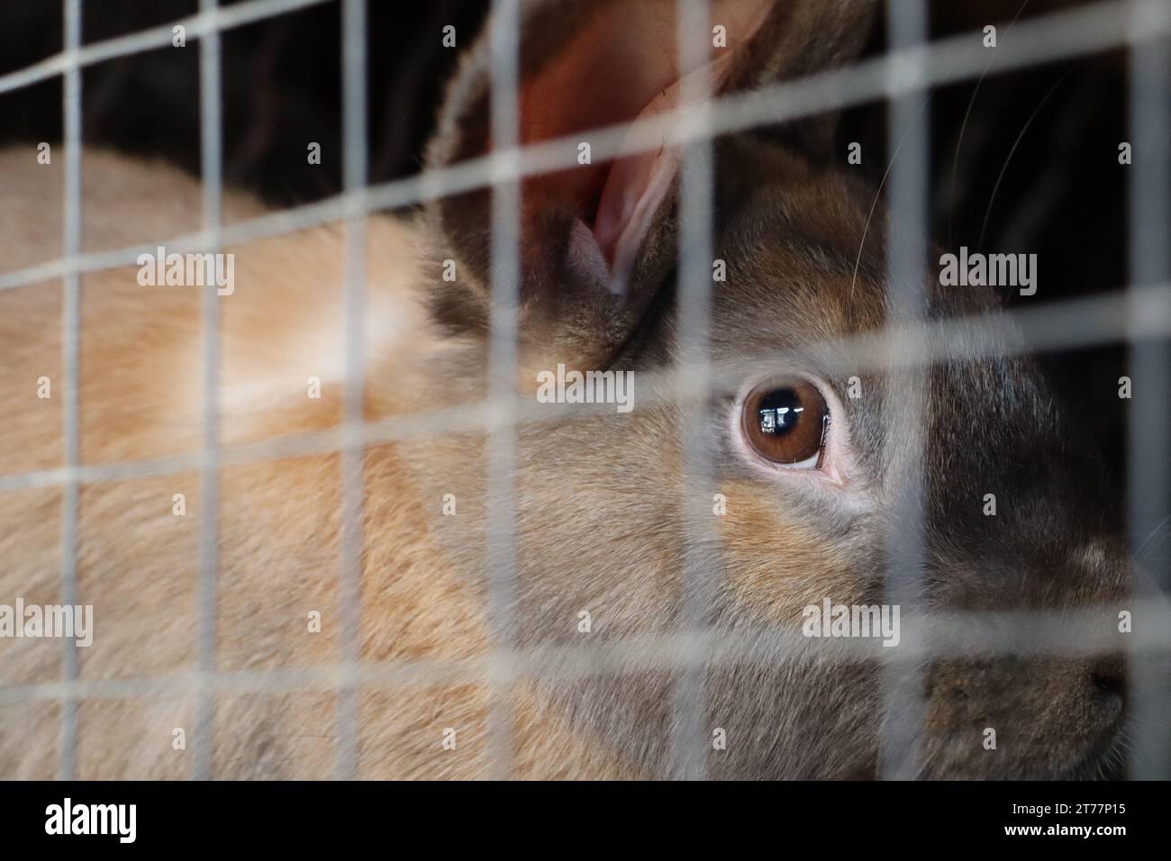 Rabbit in a cage Focus on rabbit eye Close-up of rabbit head in a cage ...