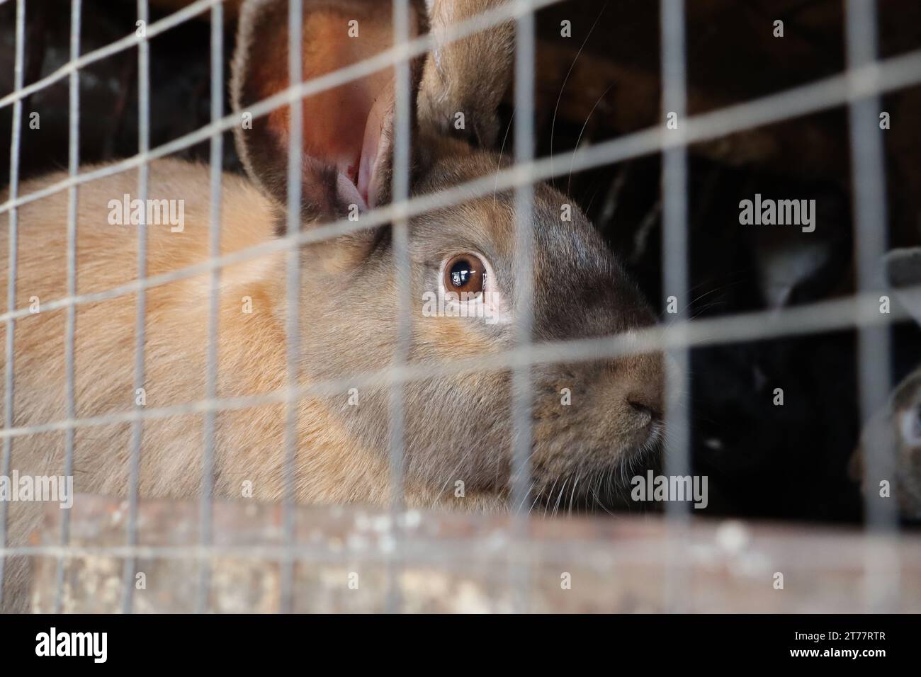 Rabbit in a cage Focus on rabbit eye Close-up of rabbit head in a cage ...