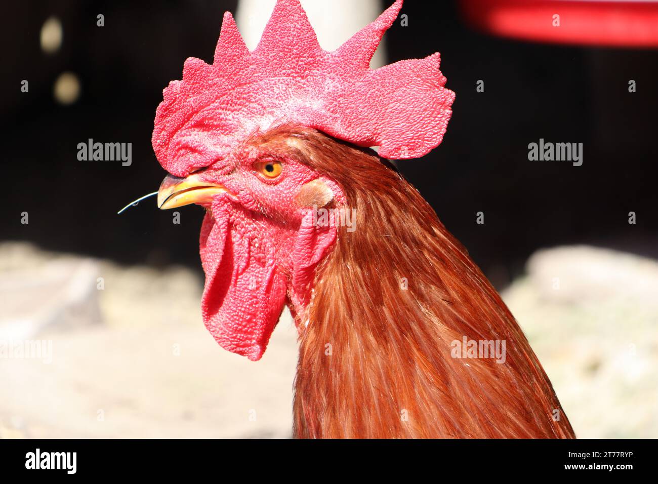 Head of a rooster with a big comb in a chicken coop photo close-up ...