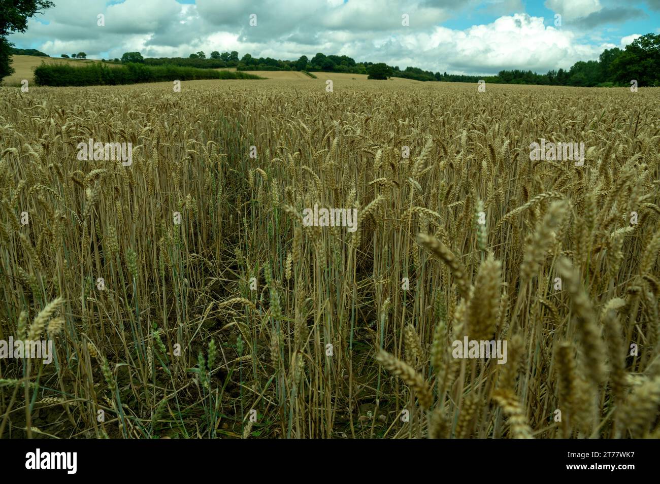 Photosynthesis crops hi-res stock photography and images - Alamy
