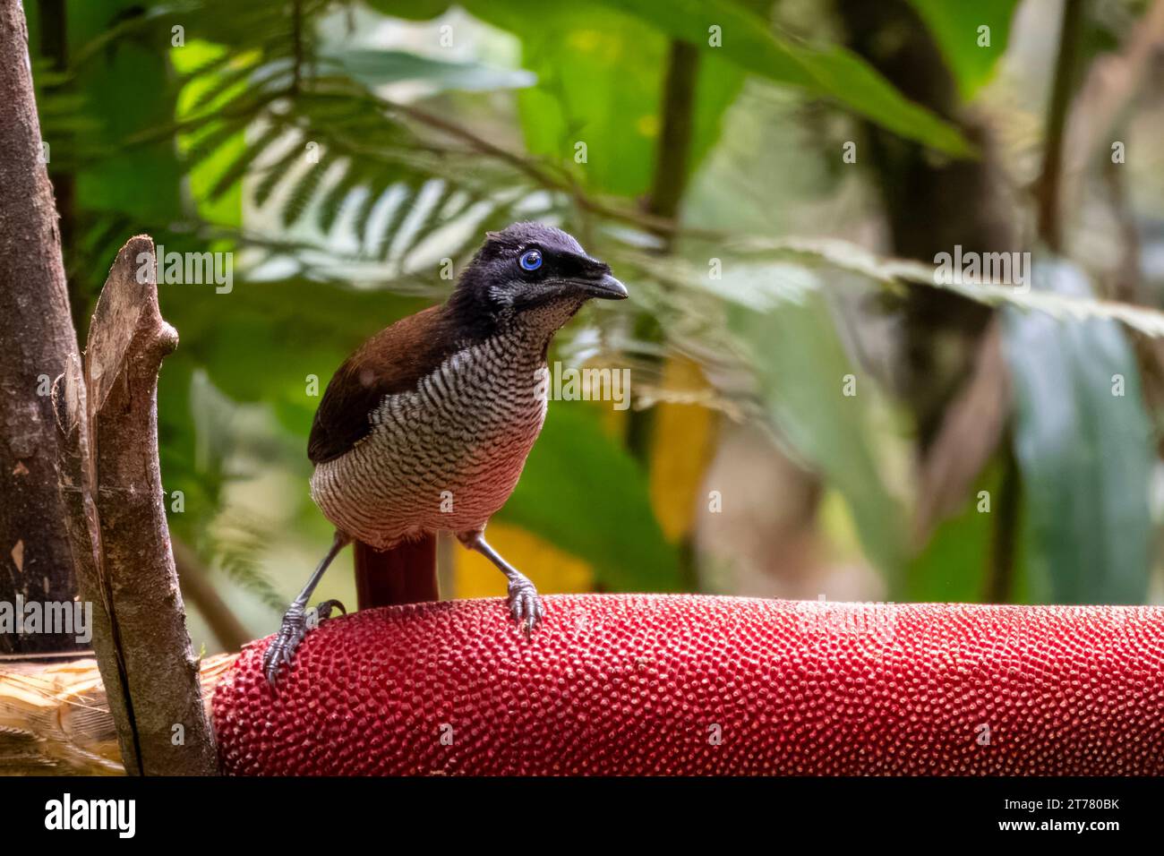 Female Western or Arfak parotia (Parotia sefilata), a bird-of-paradise ...
