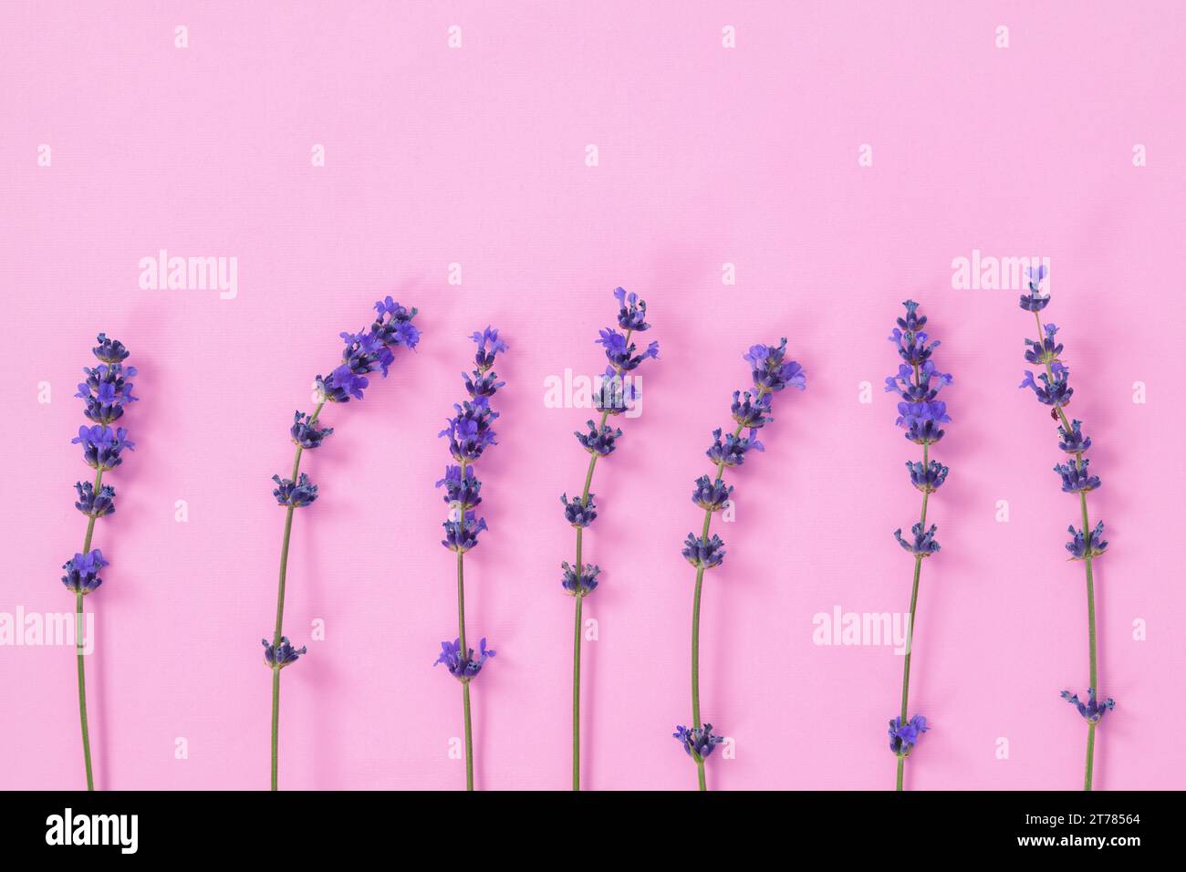 Lavender flowers on pink background, top view Stock Photo - Alamy